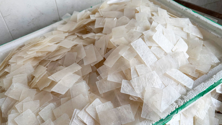 Echoes of the Ocean: The Luminous Story of Our Shell Waterfall Chandel ...